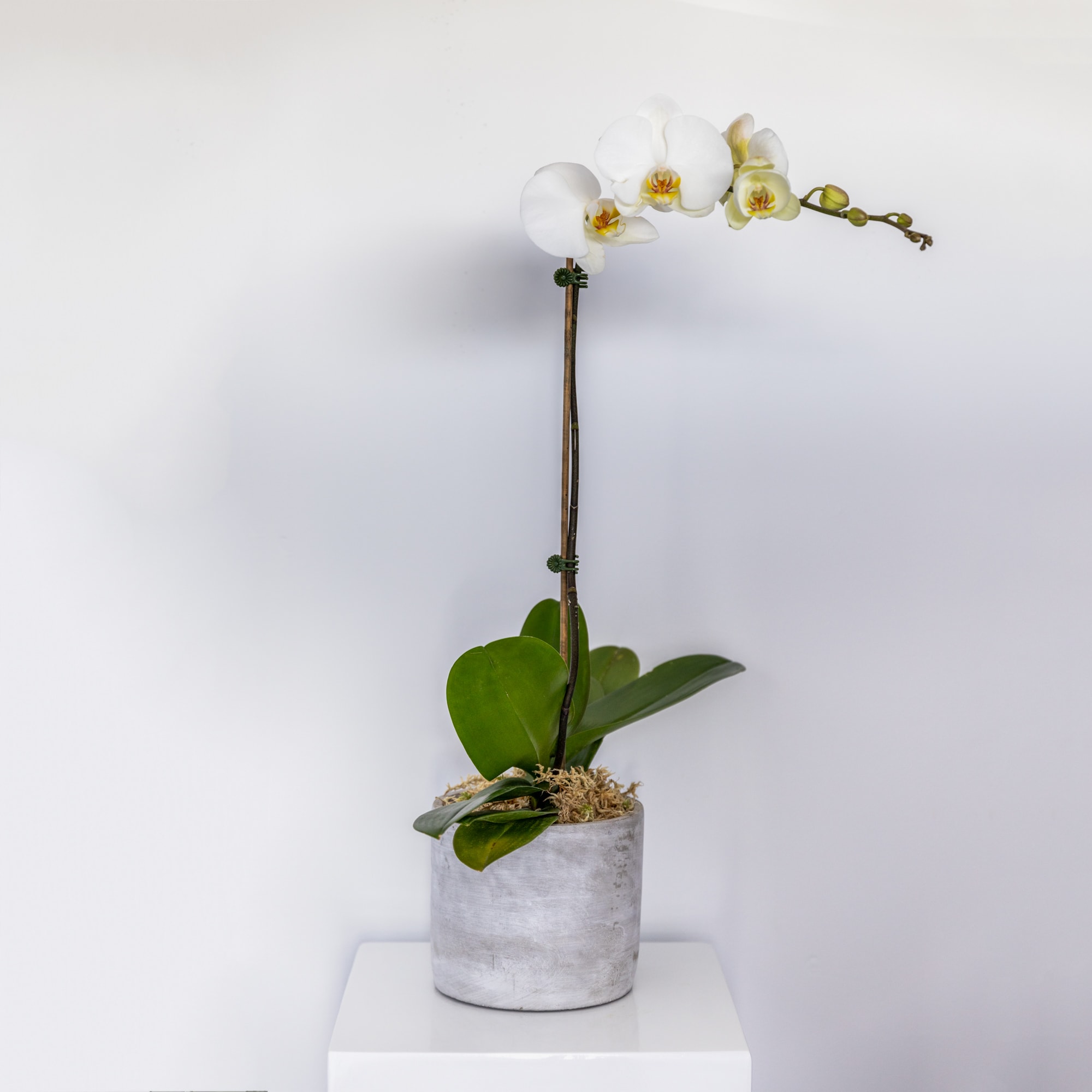 Potted Orchids - Botanical Hobart Florist