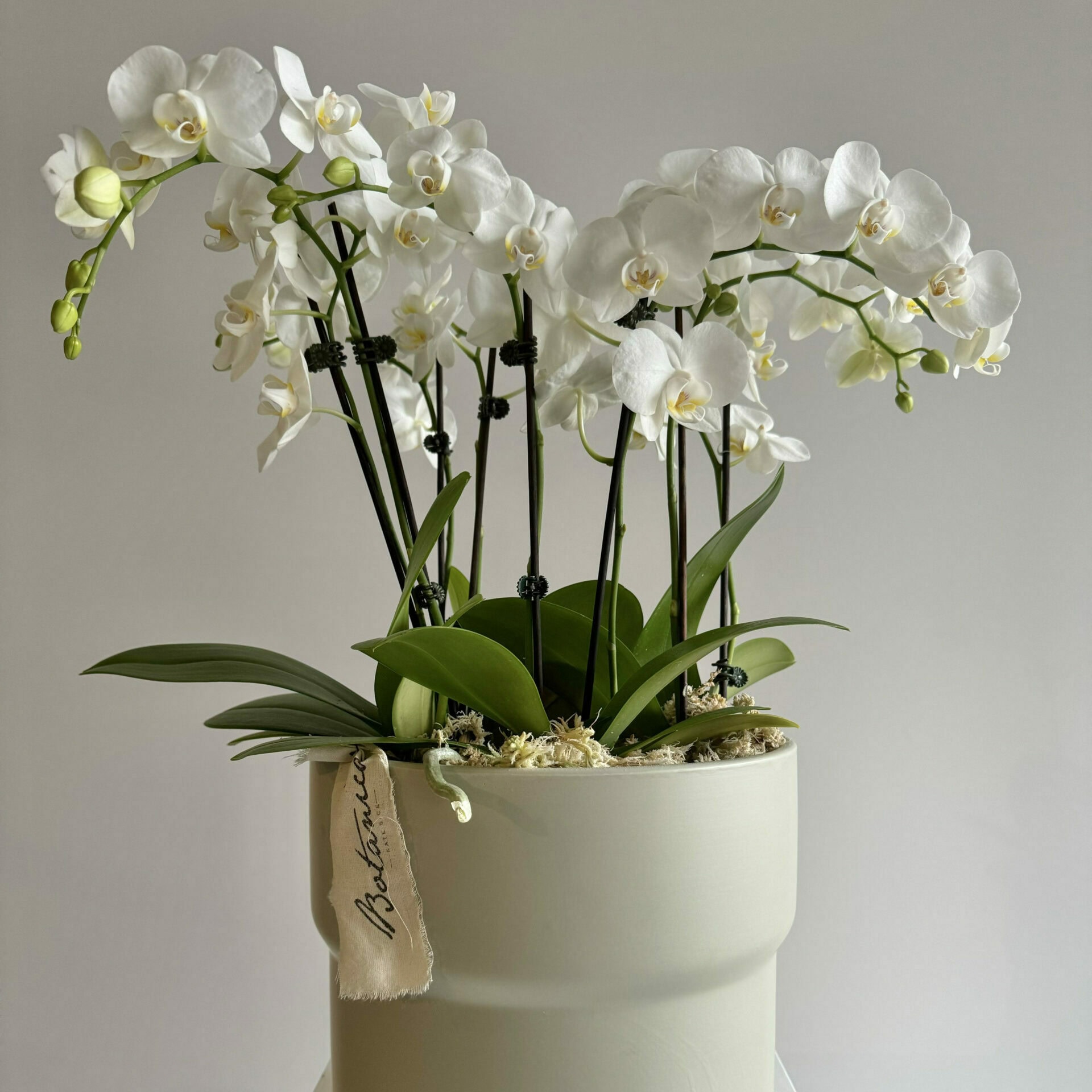 Potted Orchids - Botanical Hobart Florist