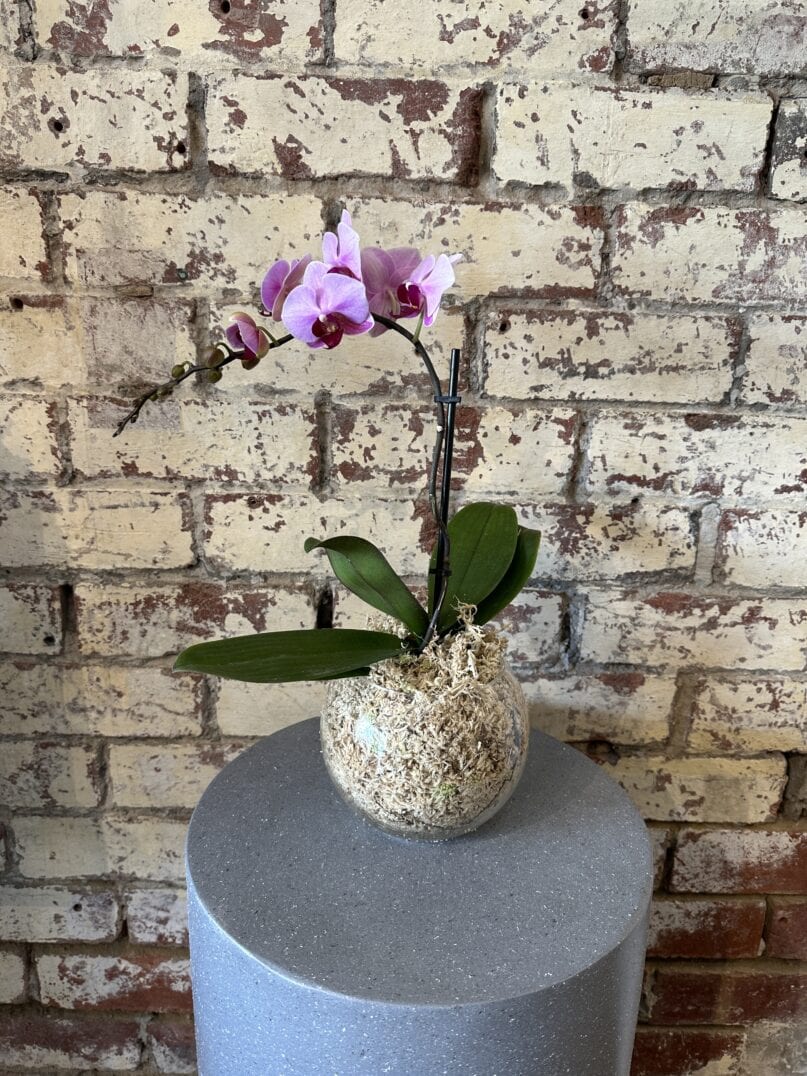Potted Orchids - Botanical Hobart Florist