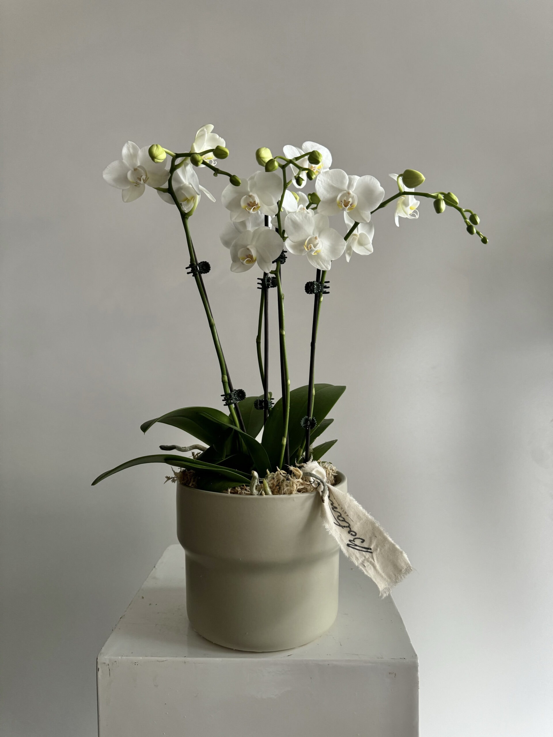 Potted Orchids - Botanical Hobart Florist